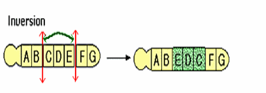 Chromosomal aberrations -Structural change of chromosomes | BIOZOOM